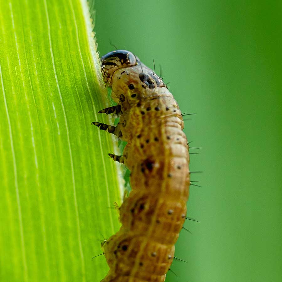 Agricultural Immersion Milling | Hockmeyer | Hockmeyer Equipment ...