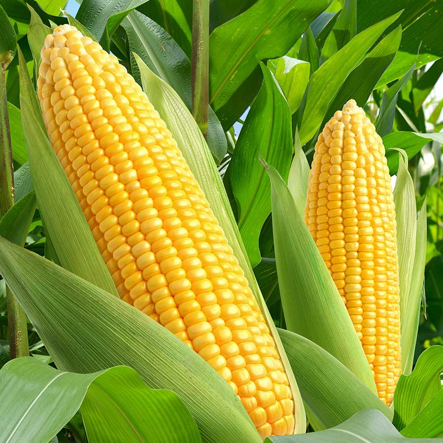 Agricultural Immersion Milling | Hockmeyer | Hockmeyer Equipment ...